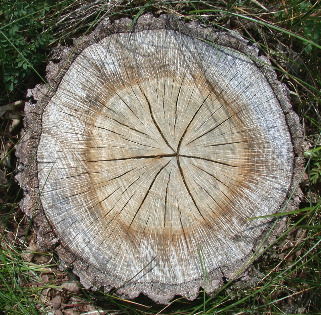 Stump Grinding Michigan | Royal Oak, Bloomfield, Birmingham, Troy